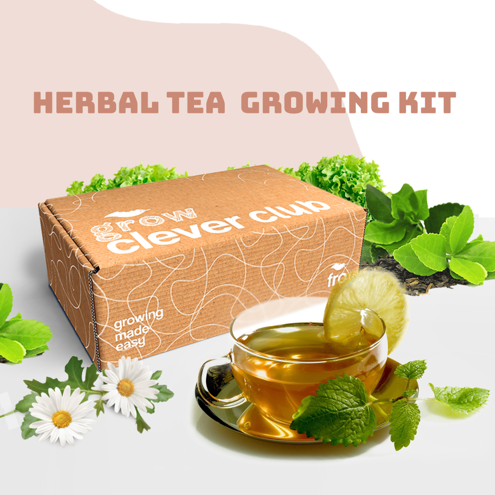 Organic Herbal Tea Growing Kit - Grow Clever Club